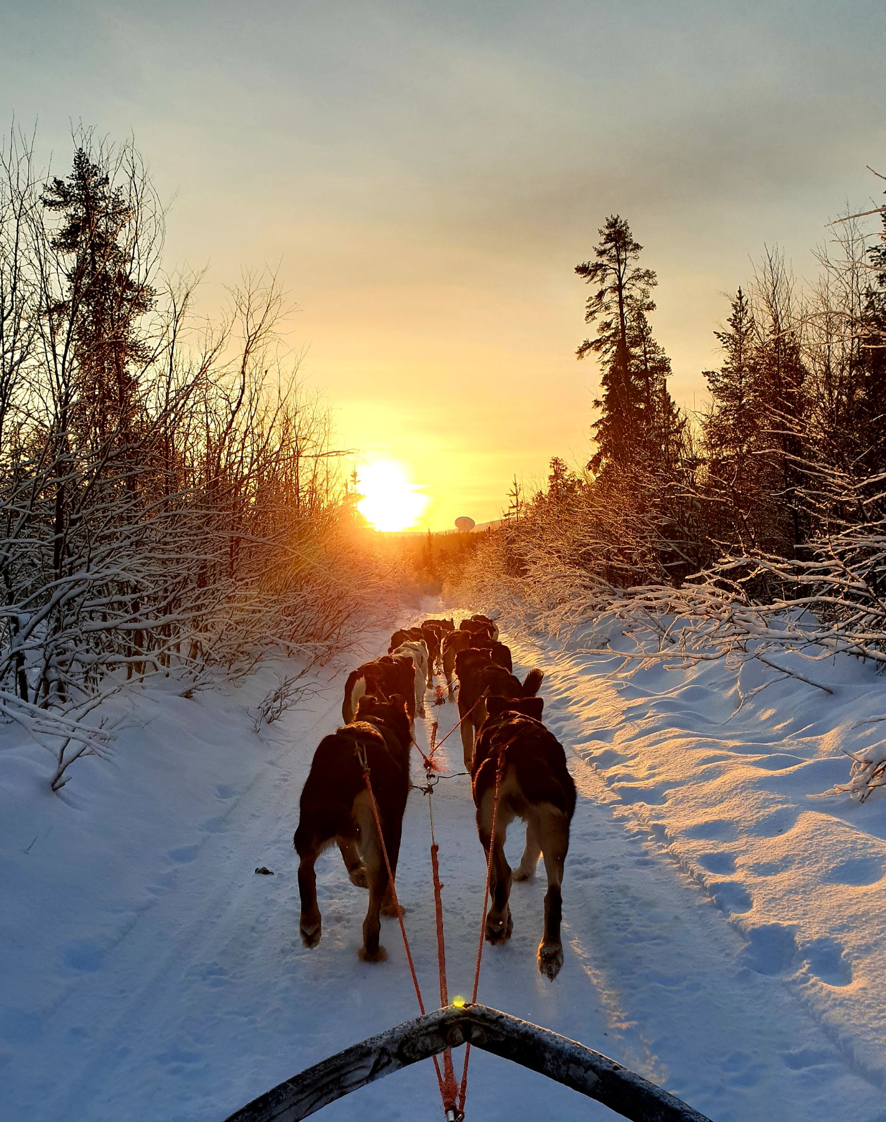 Hundspann – Tjamstan